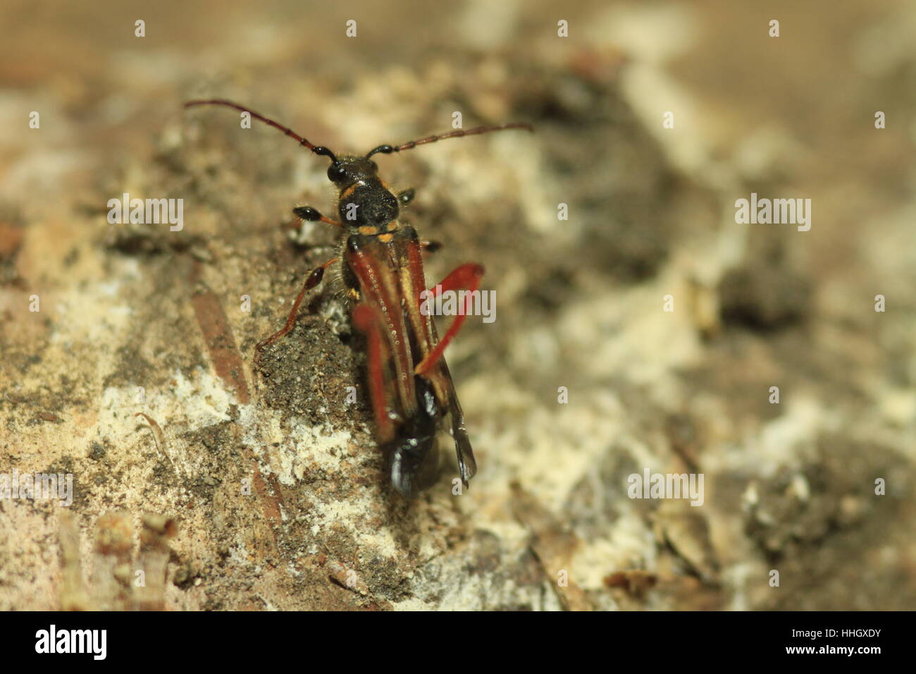 insect, beetle, animal, insect, fauna, beetle, rare, antenna, periled ...