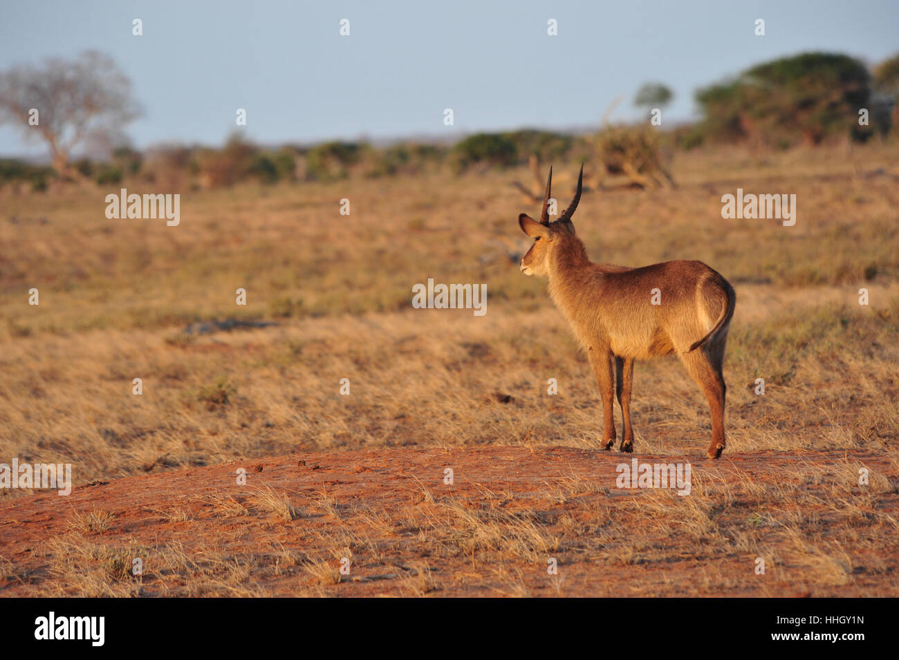 brown, brownish, brunette, africa, savannah, shy, cornets, safari ...