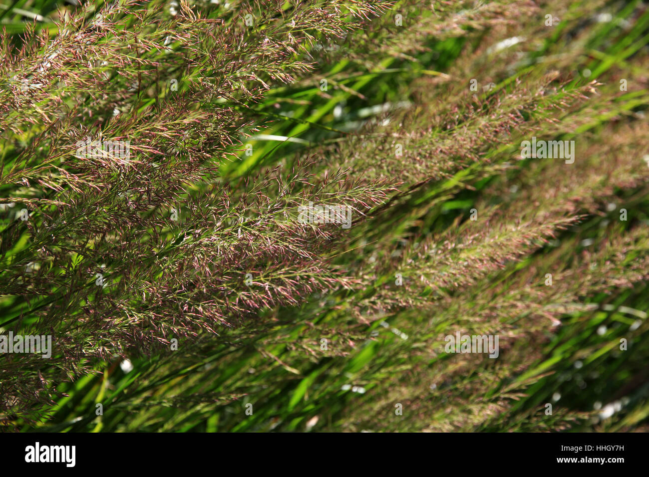 plant, blade, blade of grass, meadow, grass, lawn, green, nature, plant ...