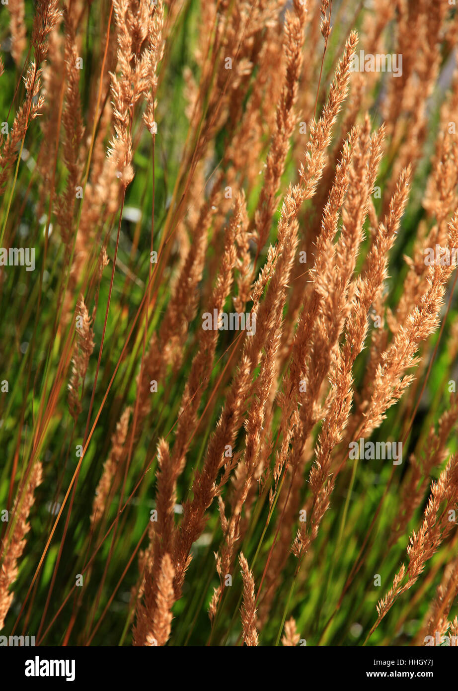 plant, blade, blade of grass, meadow, grass, lawn, green, nature, plant ...