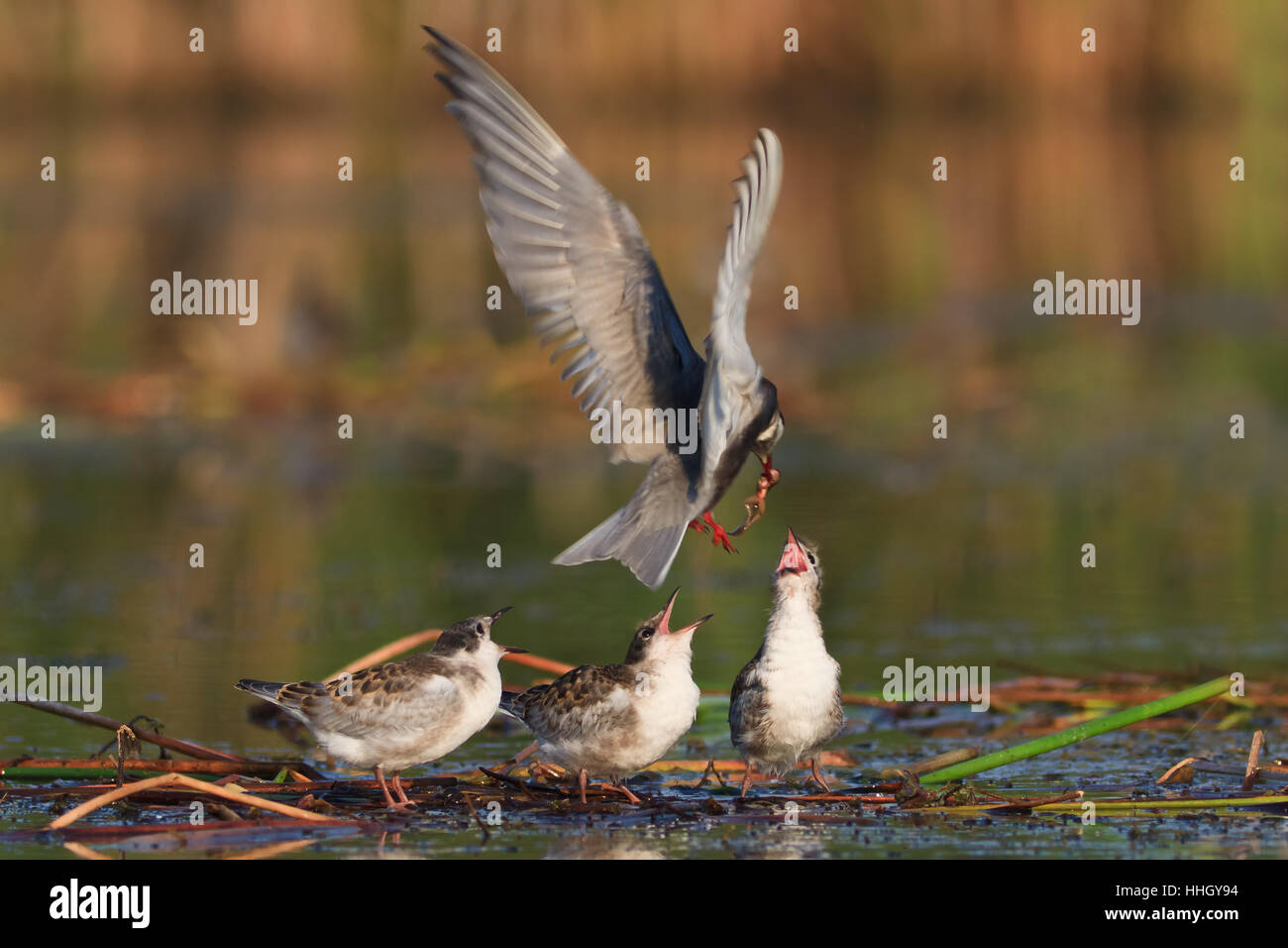 animal, bird, wild, wildlife, fresh water, lake, inland water, water ...