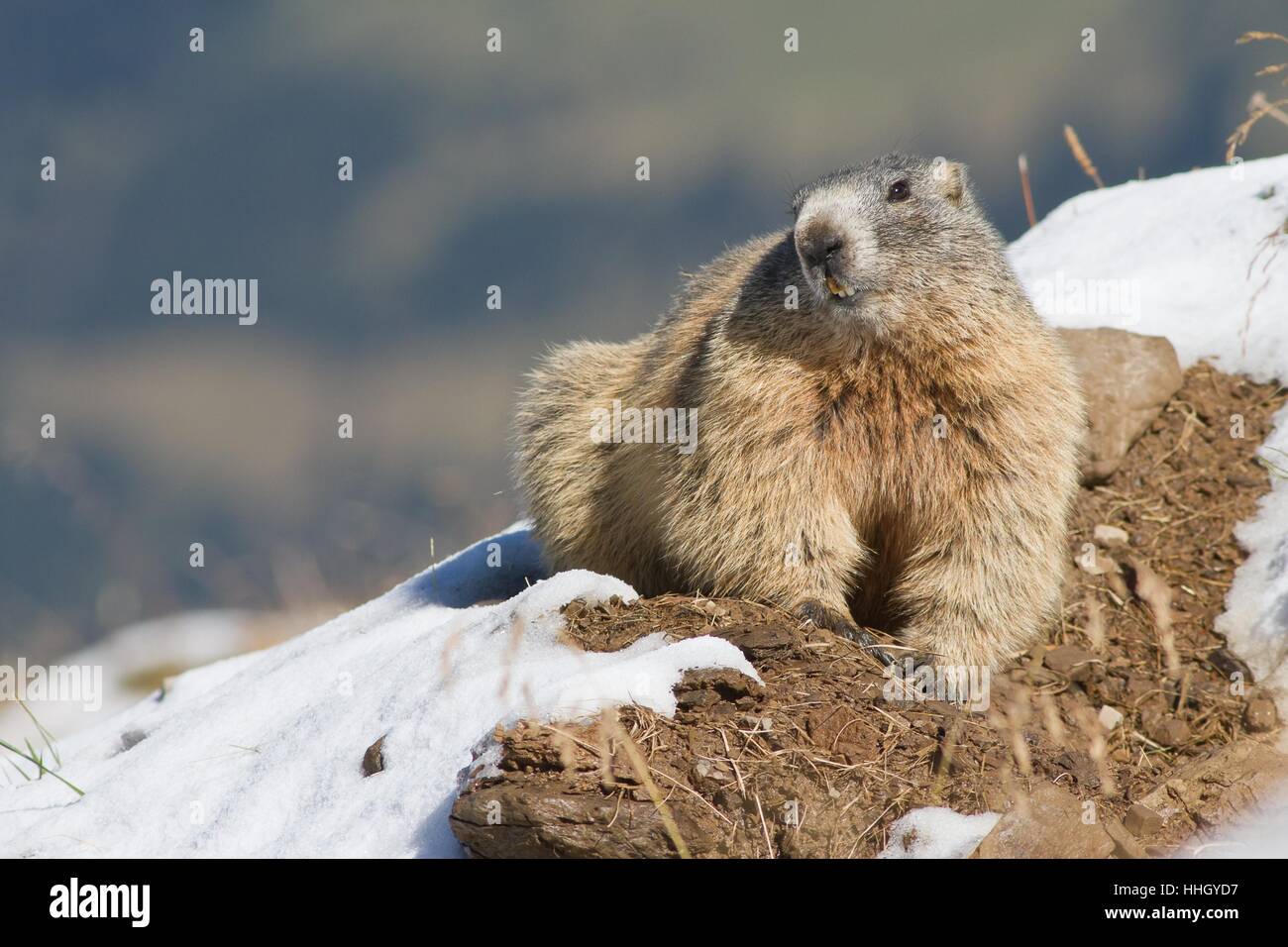 alp, eyes, watchdog, marmot, groundhog, legs, mountains, alp, eyes ...