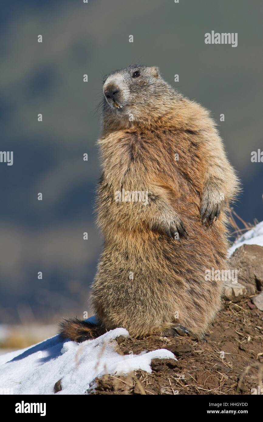 alp, eyes, watchdog, marmot, groundhog, legs, mountains, alp, eyes ...