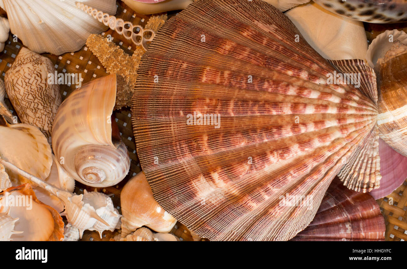fish, shell, starfish, buoy, backdrop, background, sands, sand, shells ...