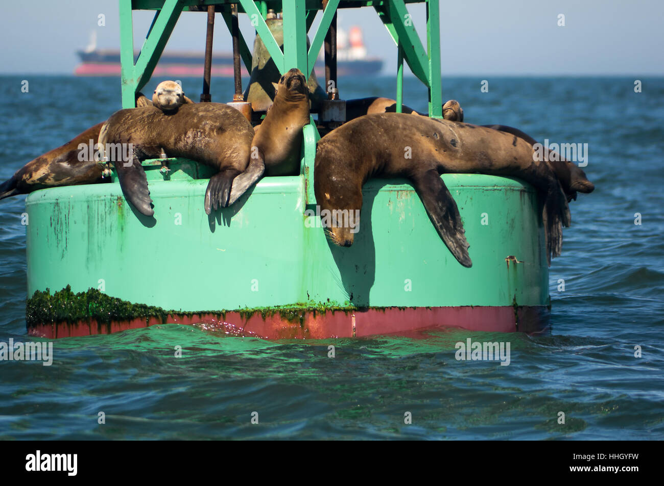 aquarium, zoo, california, wet, wildlife, seal, seals, flippers, salt ...
