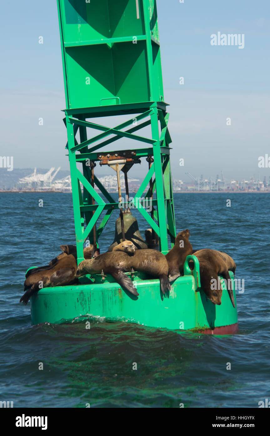 aquarium, zoo, california, wet, wildlife, seal, seals, flippers, salt ...