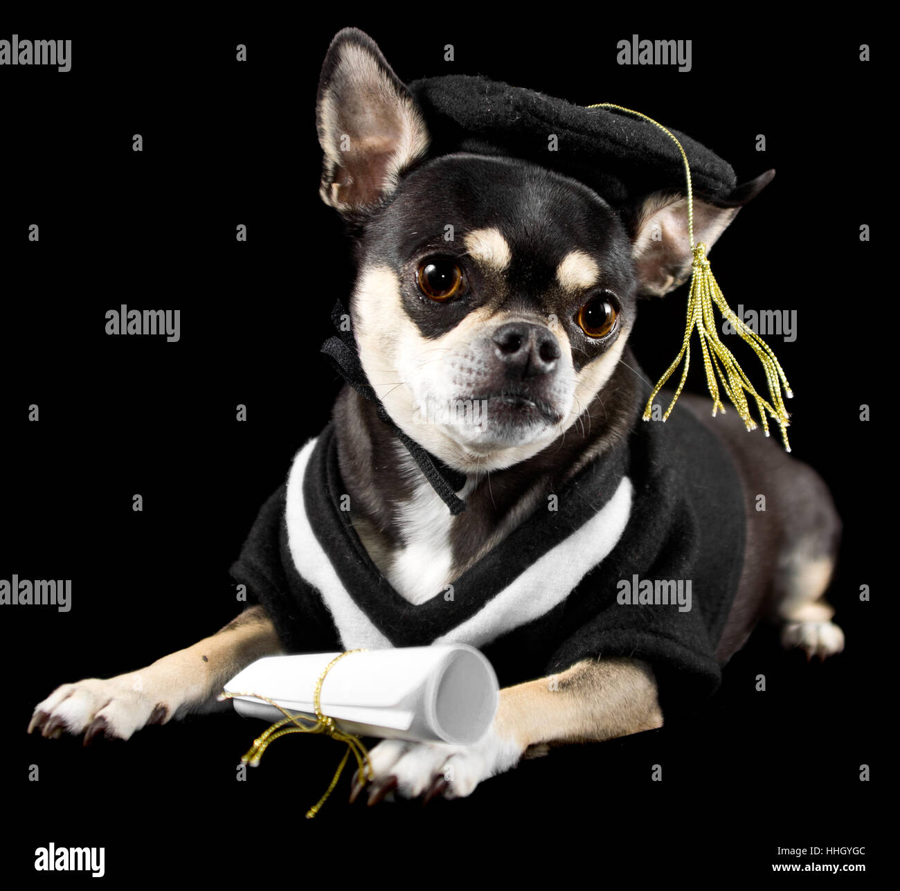dog, learn, cap, puppy, robe, smart, student, university, educational ...