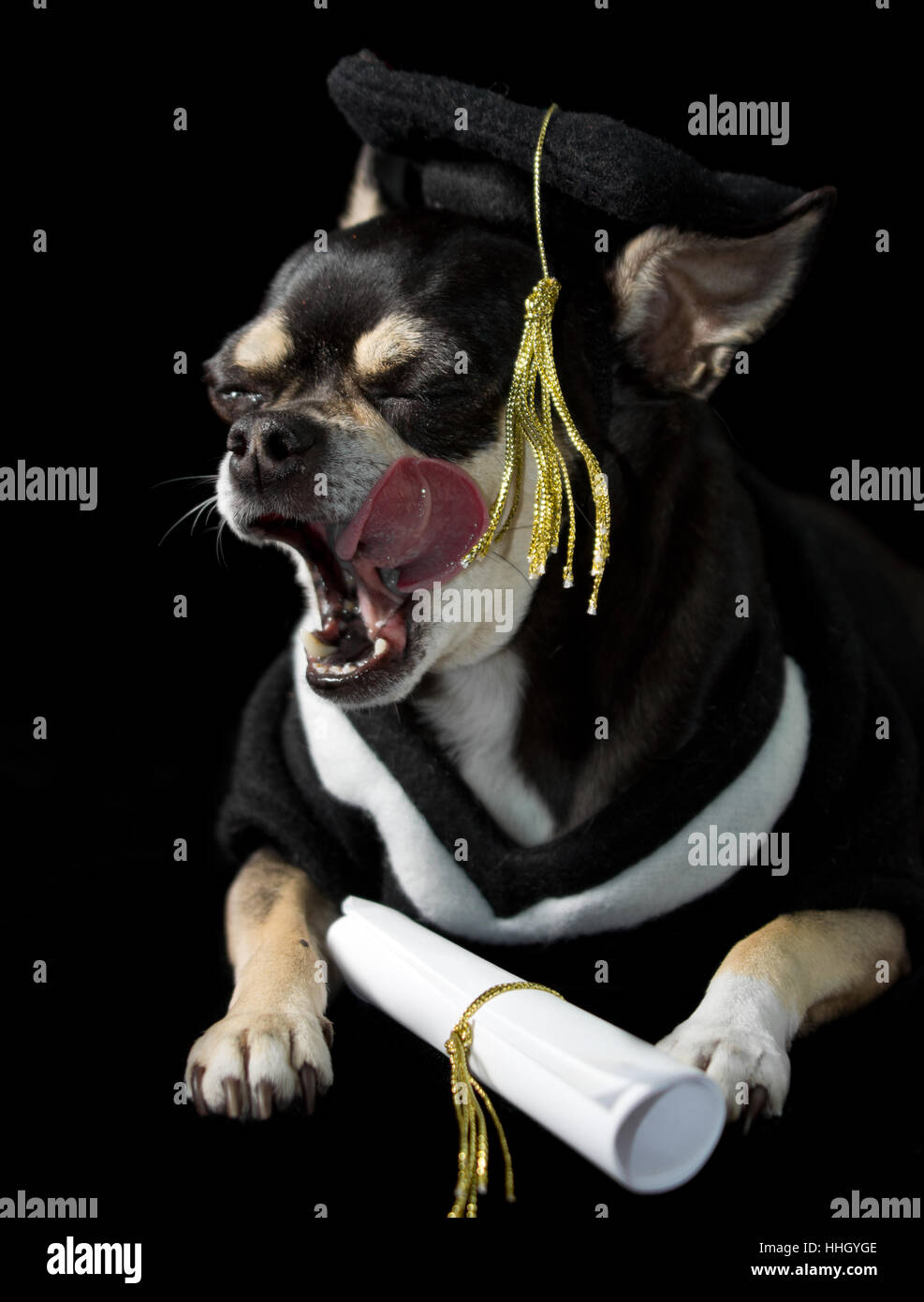 dog, learn, cap, puppy, robe, smart, student, university, educational ...