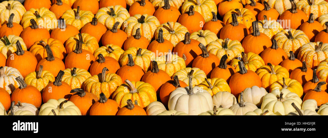 Mixed colour pumpkins hi-res stock photography and images - Alamy