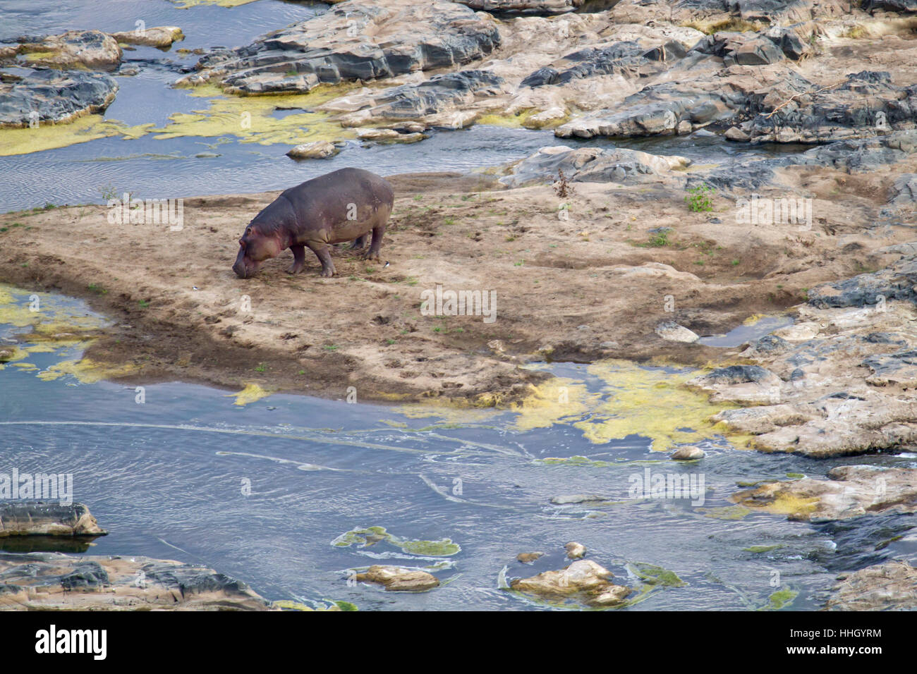 Olifants river bank hi-res stock photography and images - Alamy