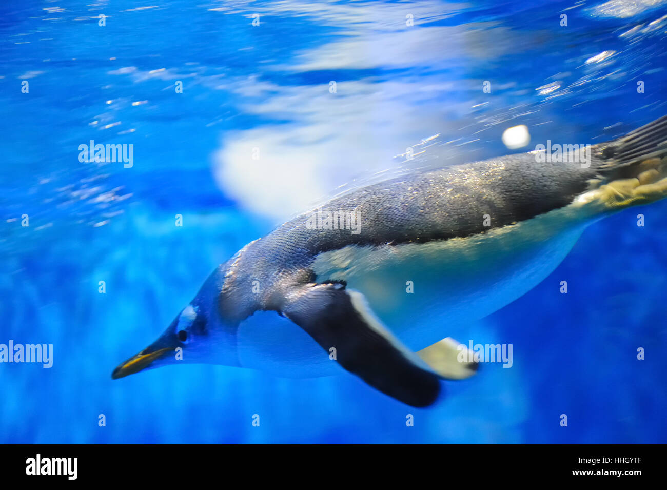 blue, motion, postponement, moving, movement, detail, closeup, bird ...