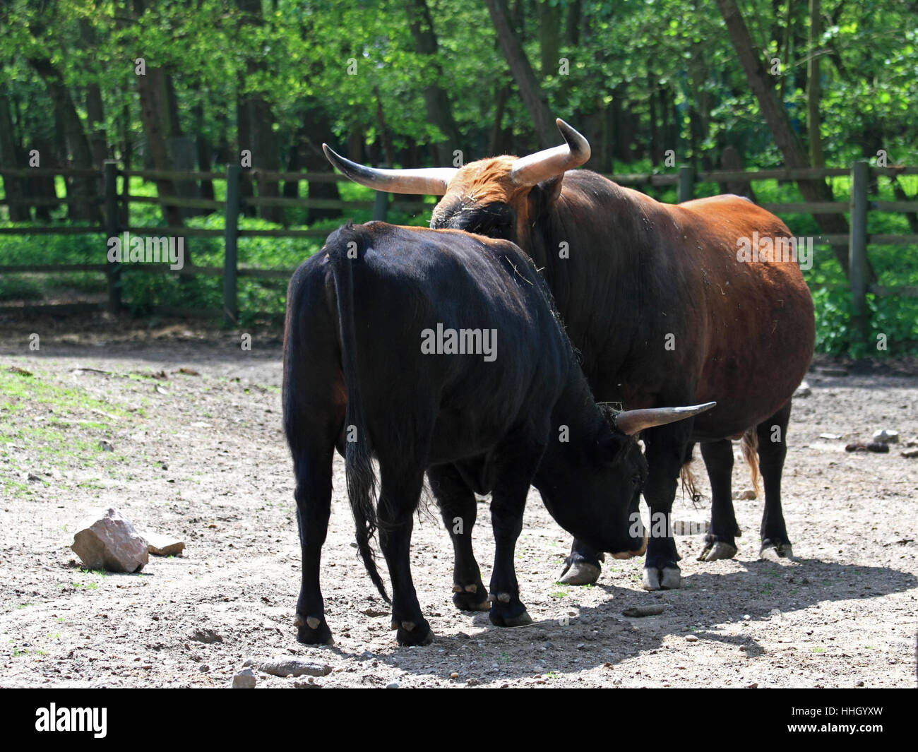 Ur cattle hi-res stock photography and images - Alamy