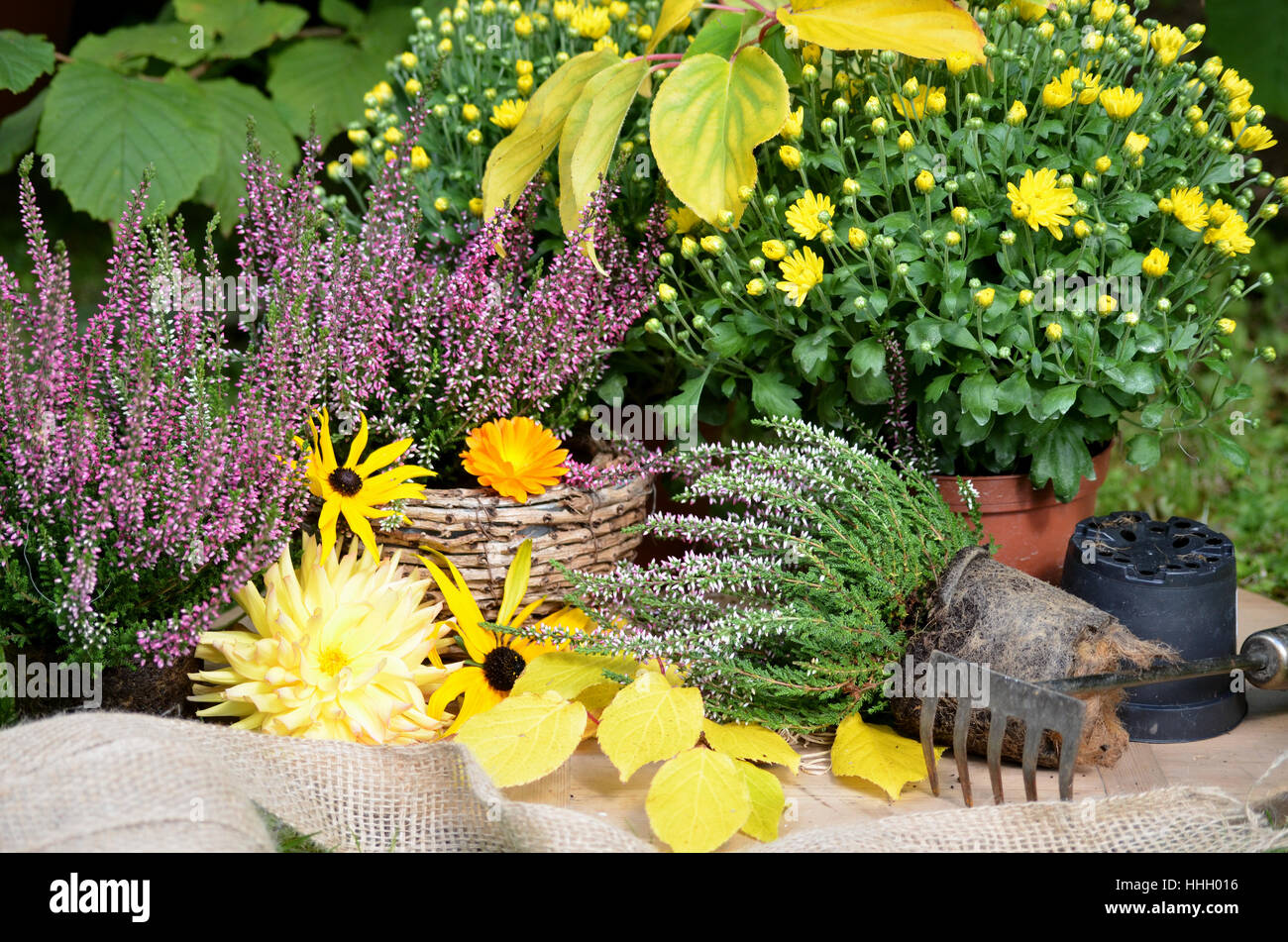 garden, flower arrangements, gardening, heath, gardens, work, job ...