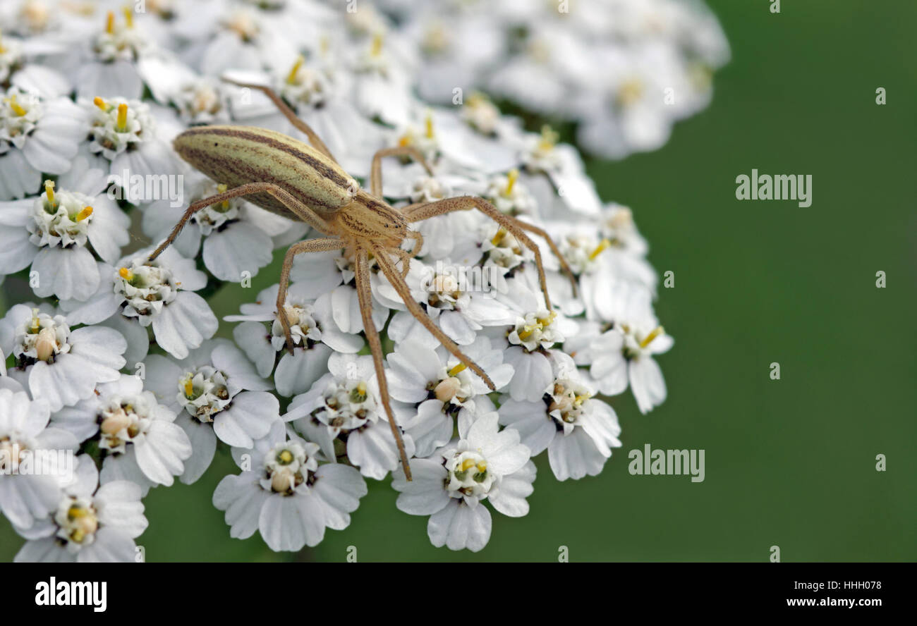 spider, yarrow, slim, arid, sligth, lean, gaunt, thin, spider, yarrow ...