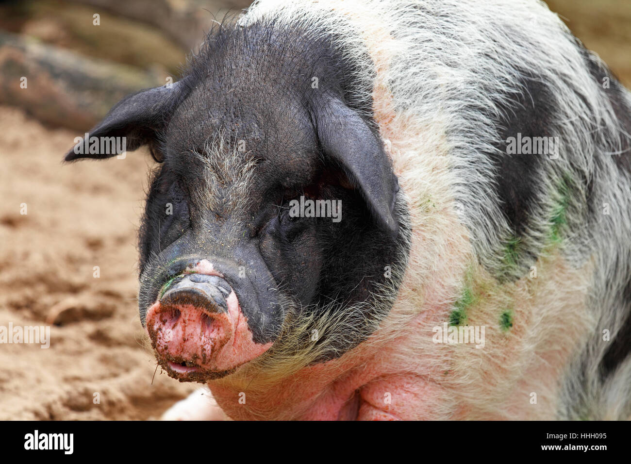 animal, pet, mammal, agriculture, farming, livestock, farm, overweight ...