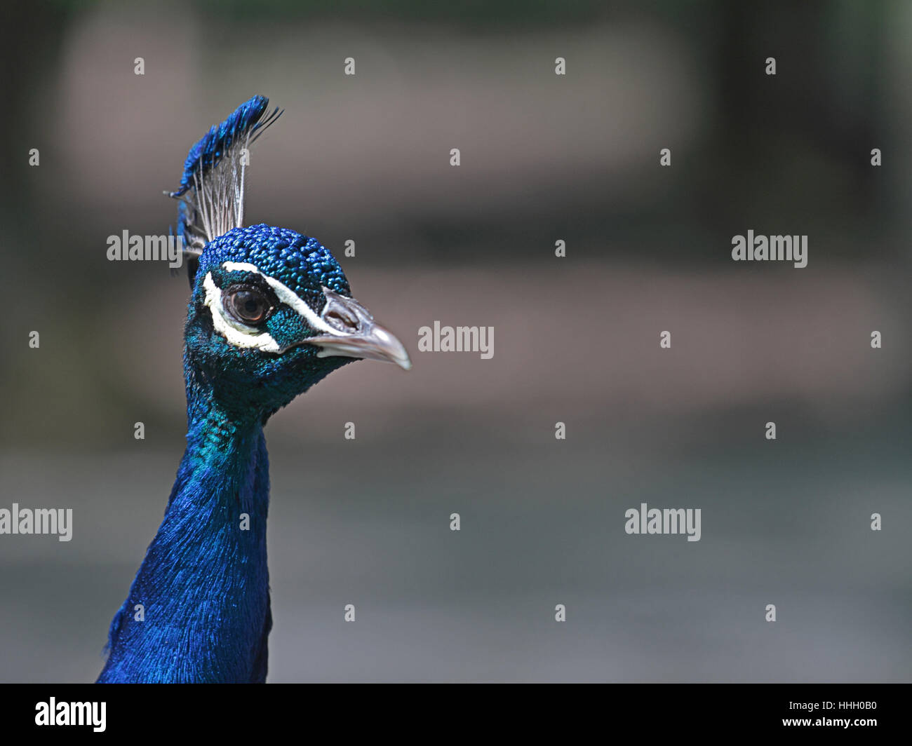 blue, bird, coloured, colourful, gorgeous, multifarious, richly ...