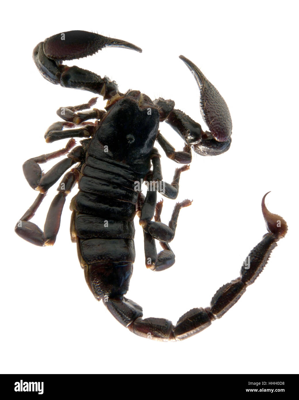 Scorpionida Stock Photos & Scorpionida Stock Images - Alamy