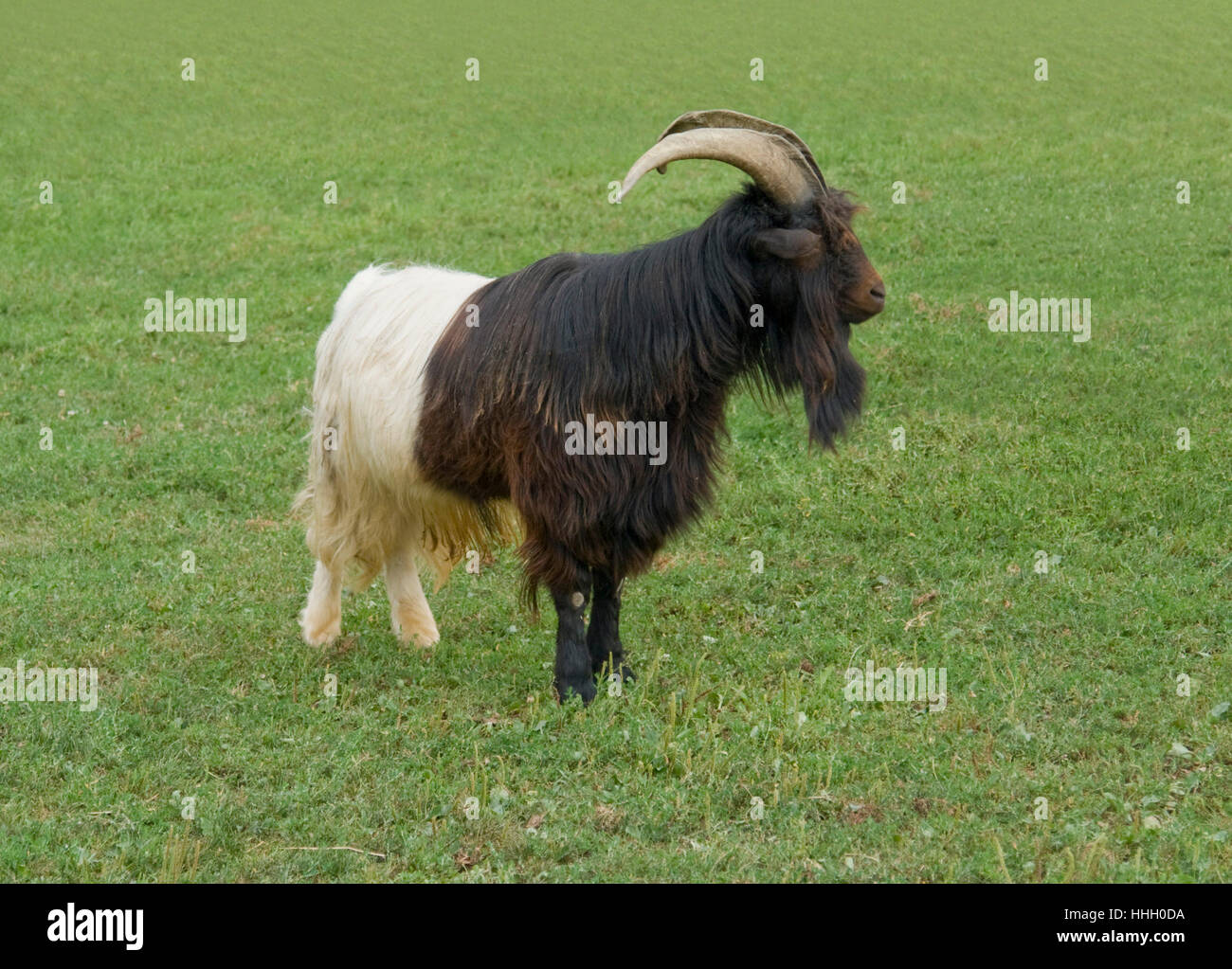 goat, skin, corridor, animal, agriculture, farming, goat, fur, skin ...