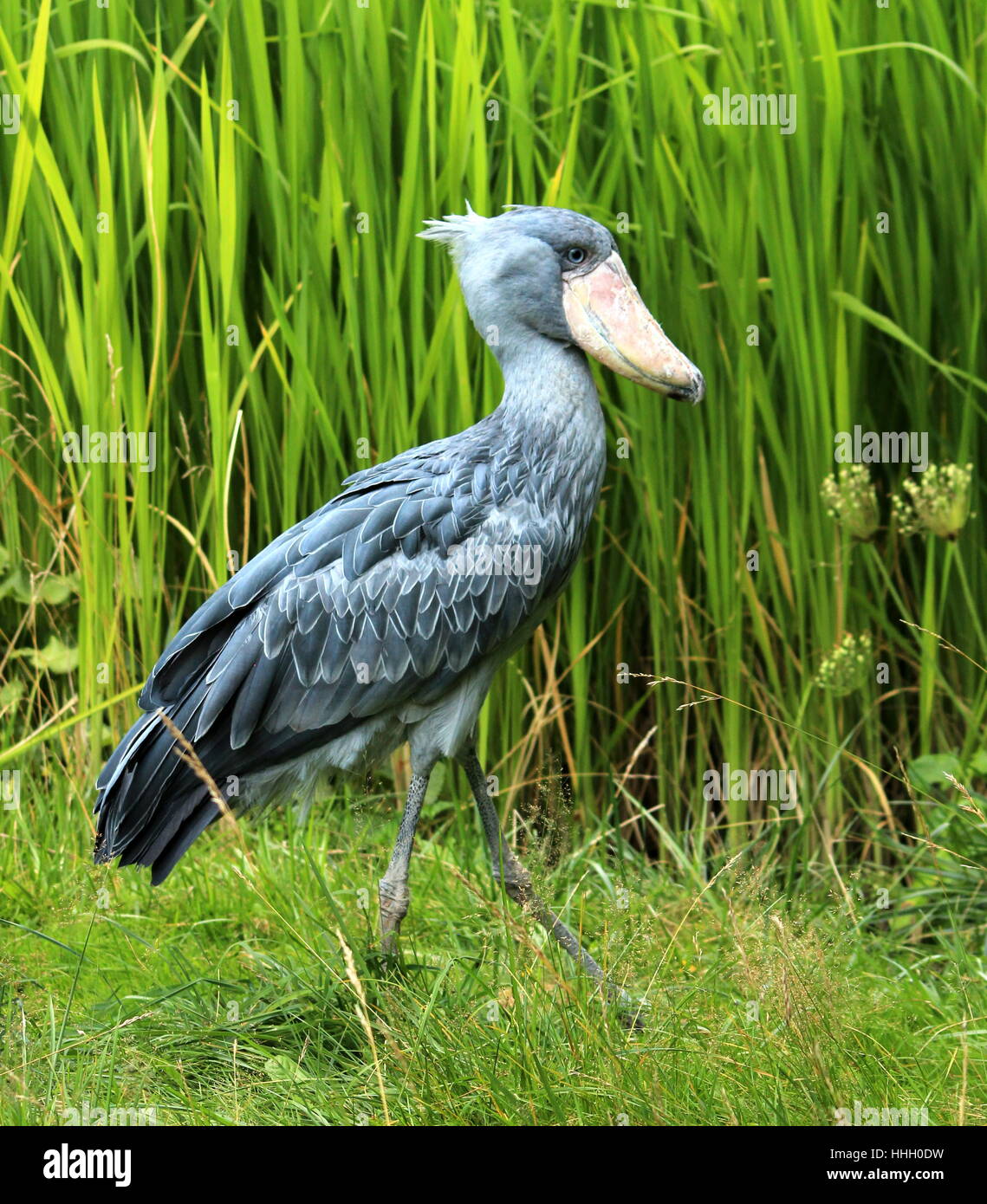 Shoe beaks hi-res stock photography and images - Alamy