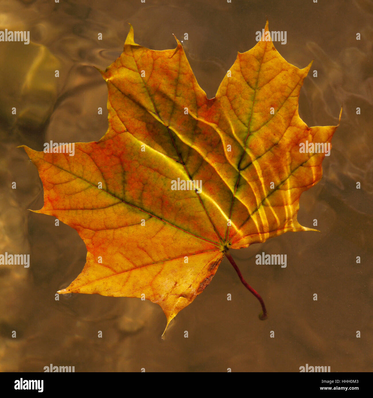 Leaf in the waves hi-res stock photography and images - Alamy