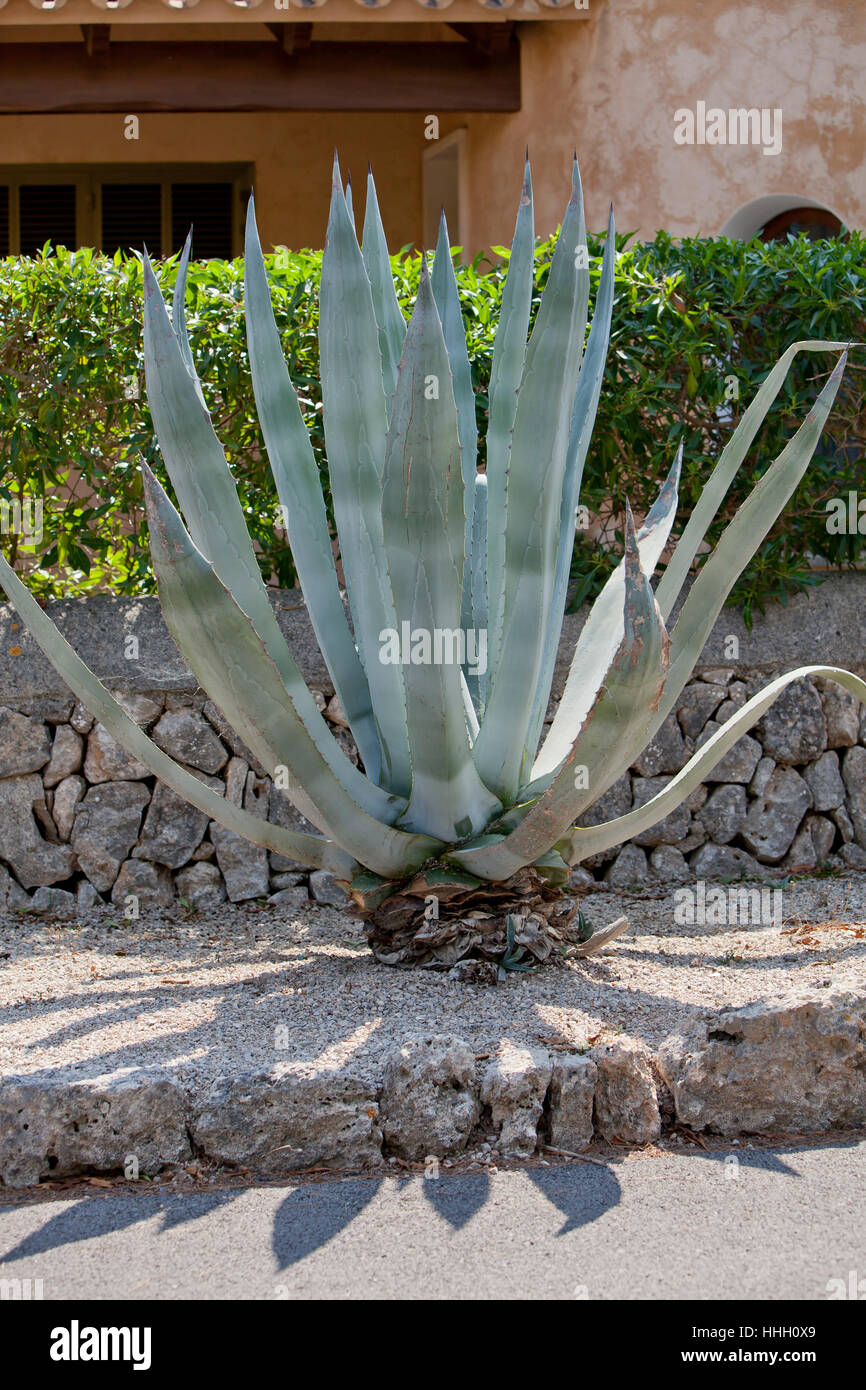 agave cactus plant succulent outdoors Stock Photo - Alamy