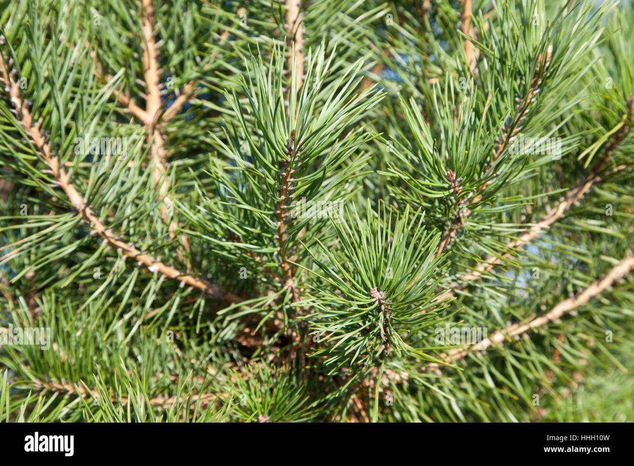 tree, pine, branches, conifer wood, pines, tree, wood, pine, branches ...