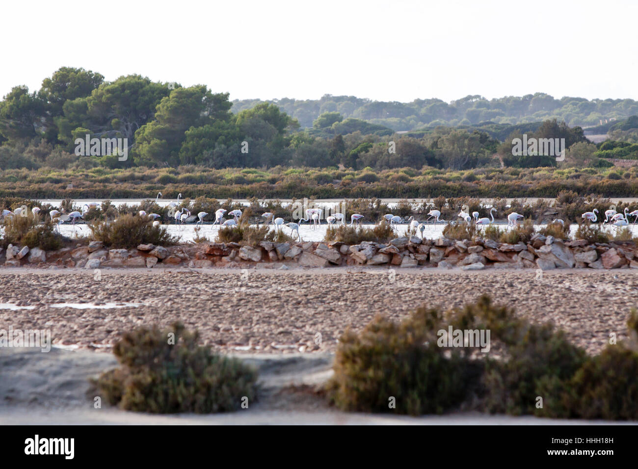 bird, wild, africa, birds, cancer, migrant, birds of passage, water, nature Stock Photo - Alamy