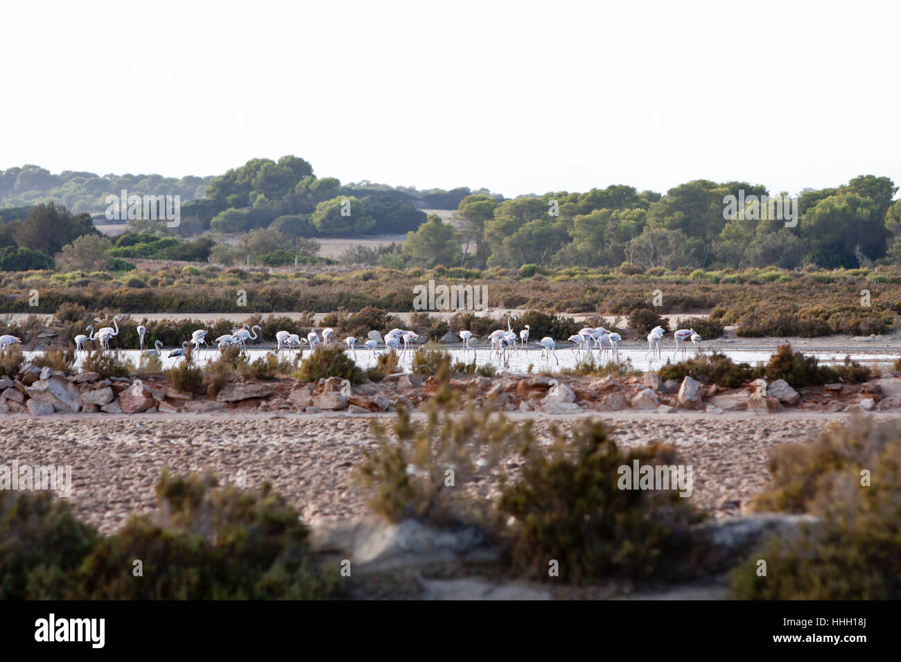 bird, wild, africa, birds, cancer, migrant, birds of passage, water, nature Stock Photo - Alamy
