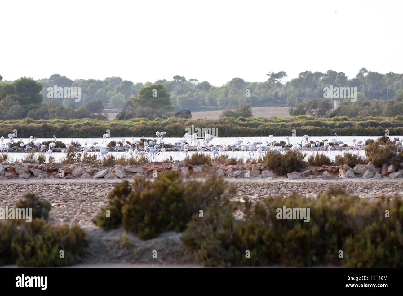 bird, wild, africa, birds, cancer, migrant, birds of passage, water, nature Stock Photo - Alamy
