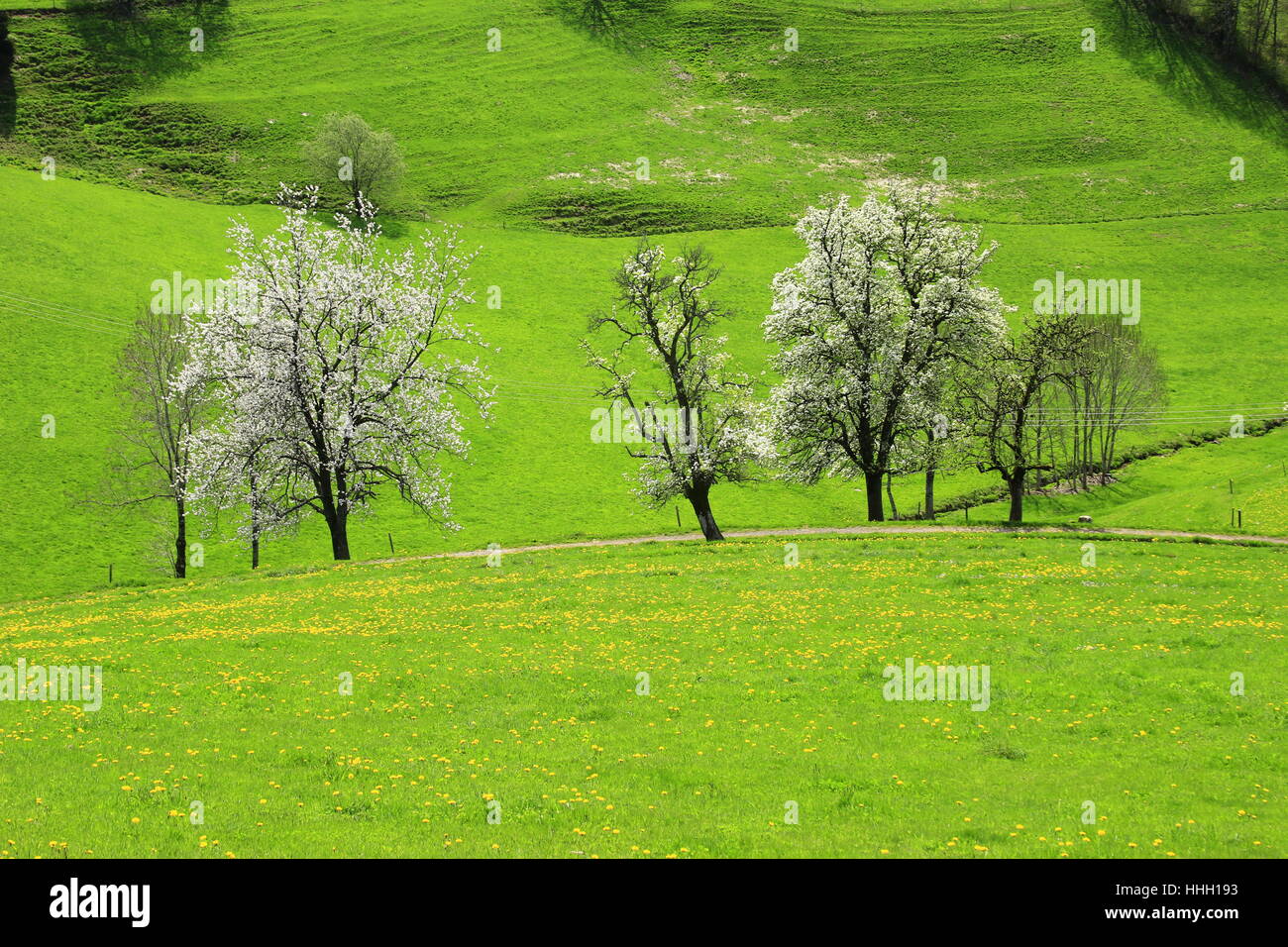 Black forest in spring hi-res stock photography and images - Alamy