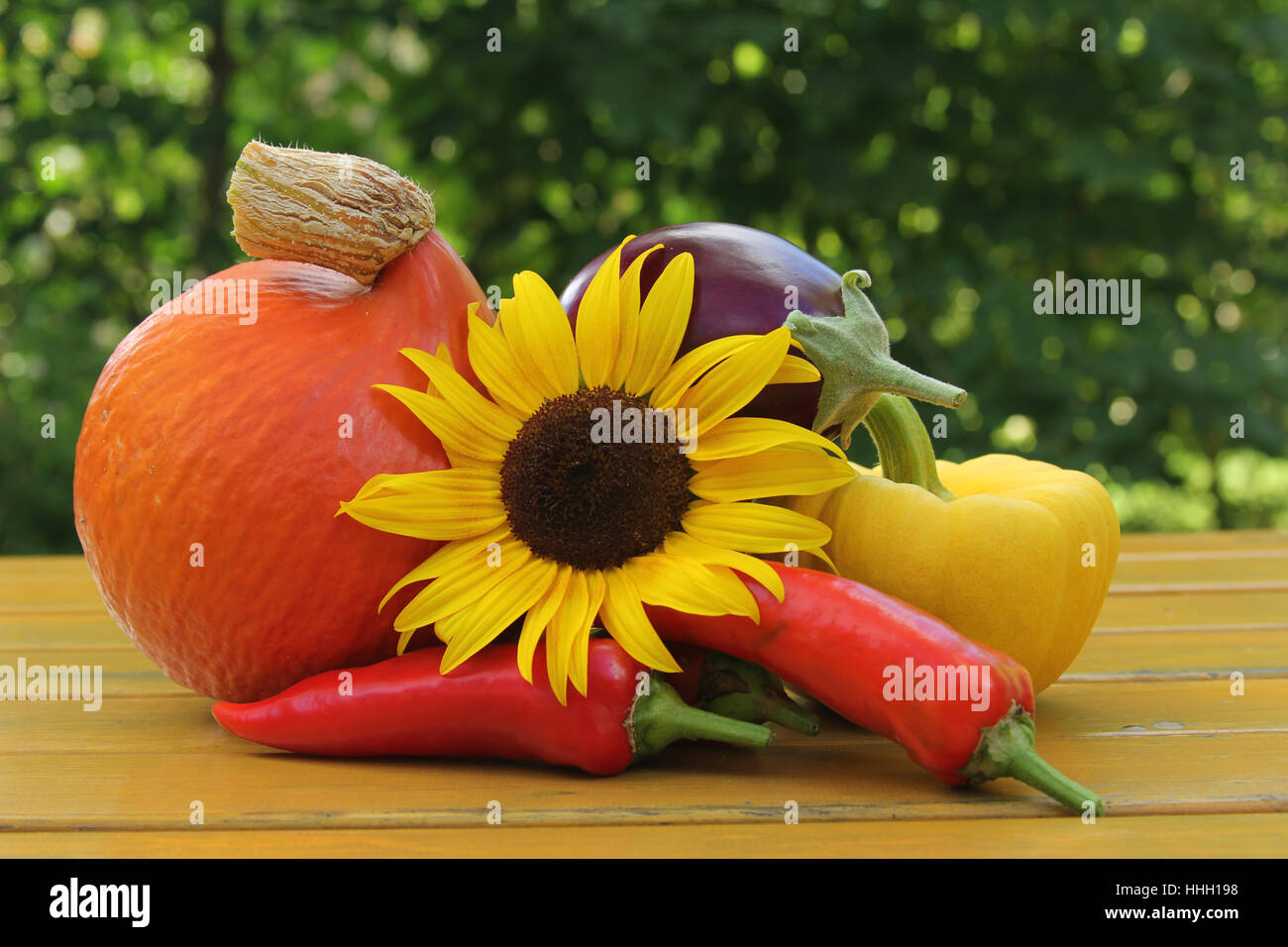 Decorative sunflower variety hi-res stock photography and images - Alamy