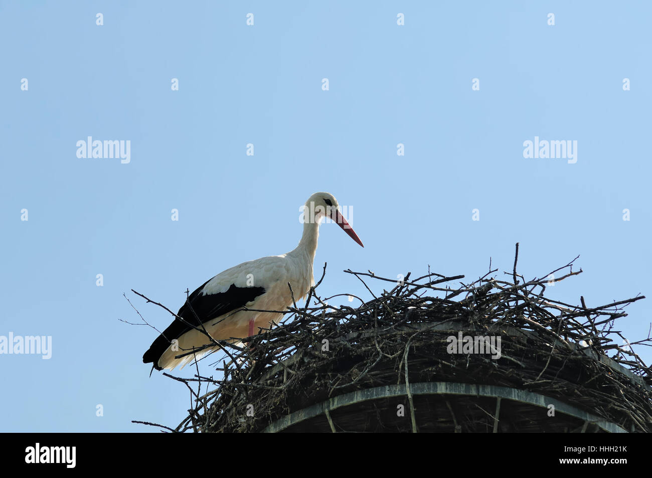 bird, birds, stork, storks, legs, blue, bird, eye, organ, black ...