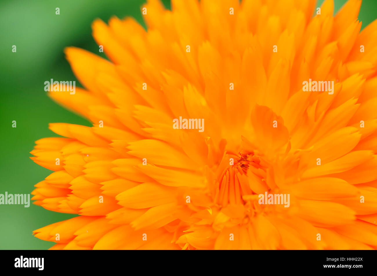 means, agent, medicine, drug, remedy, substance, medicin, marigold ...