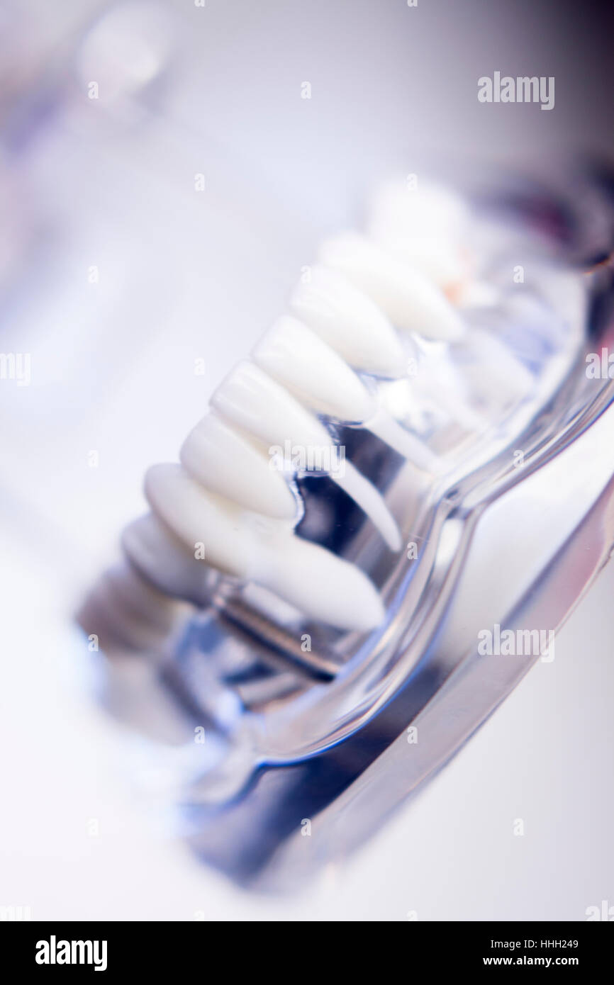 Dentists tooth plastic model used for teaching, learning and patient ...