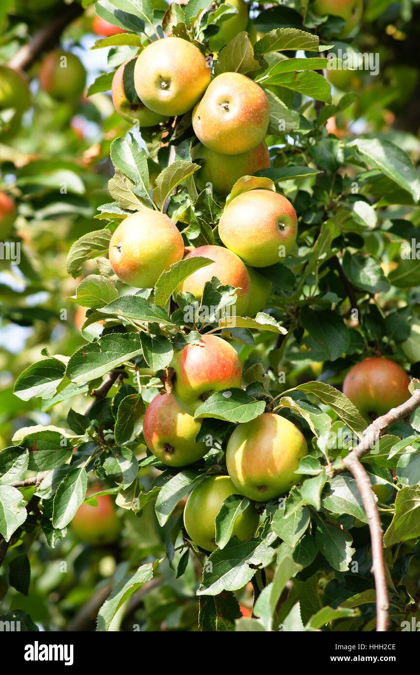 eco, ripe, apple tree, fruit, apples, apple, branch, hoarfrost ...