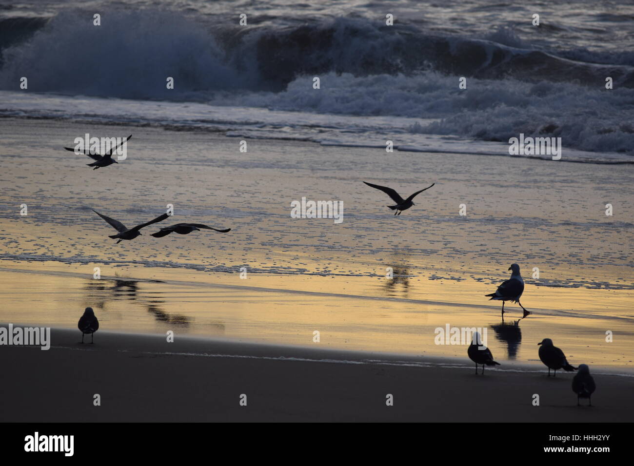 Seagulls glide along the shoreline, their silhouettes reflected in the ...
