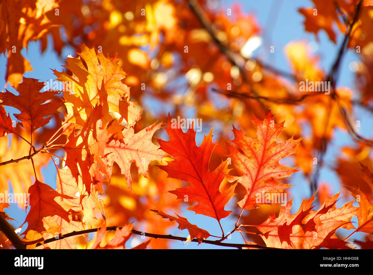 environment, enviroment, tree, leaves, branches, maple, growth, plants ...