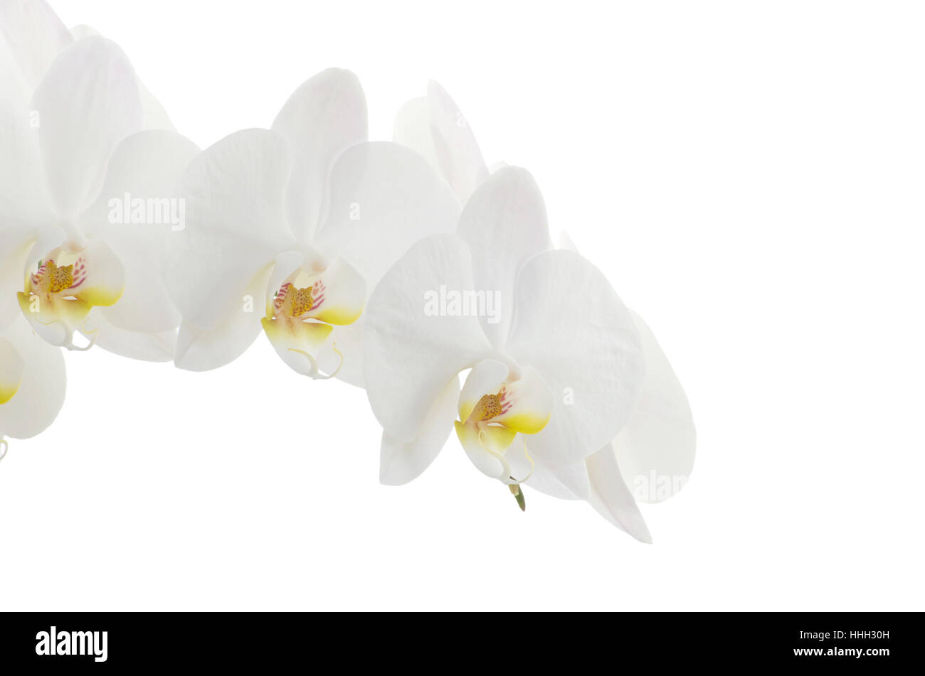 close, present, isolated, closeup, space, flower, plant, bloom, blossom ...