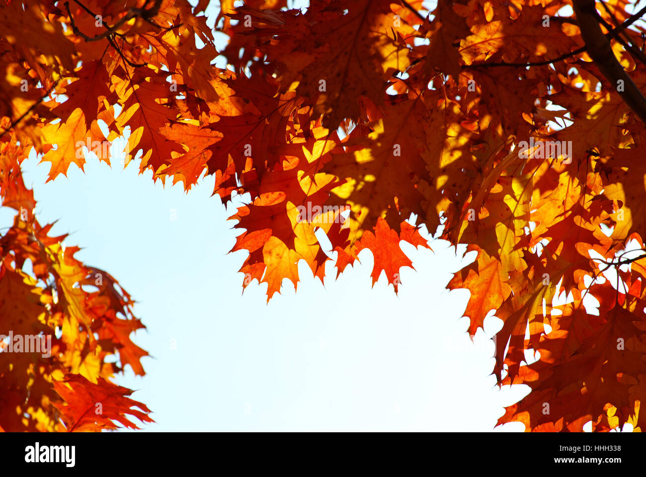 environment, enviroment, tree, leaves, branches, maple, growth, plants ...