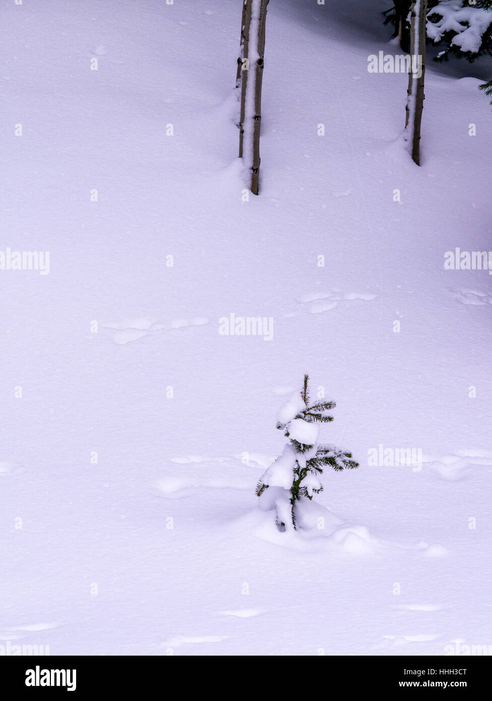 Sun covered pine tree hi-res stock photography and images - Alamy