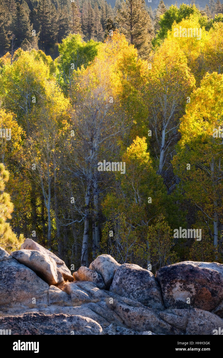 Various Fall foliage in its natural setting Stock Photo - Alamy