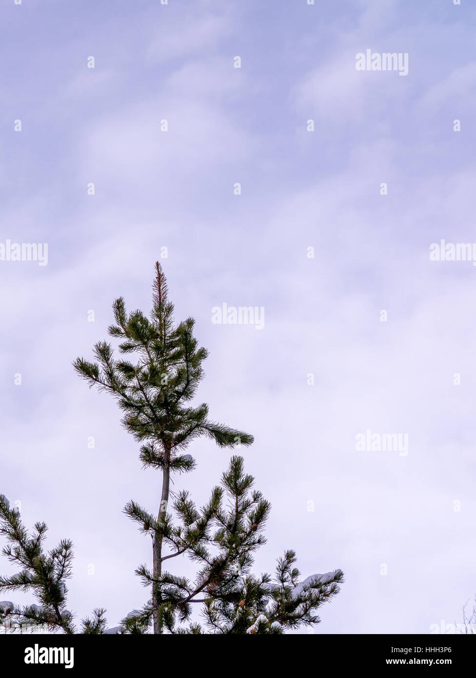 Pine tree top with cloudy sky background Stock Photo - Alamy