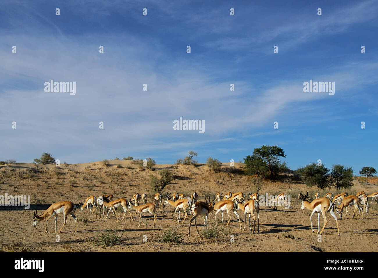 desert, wasteland, south africa, habitat, antelope, desert, wasteland ...