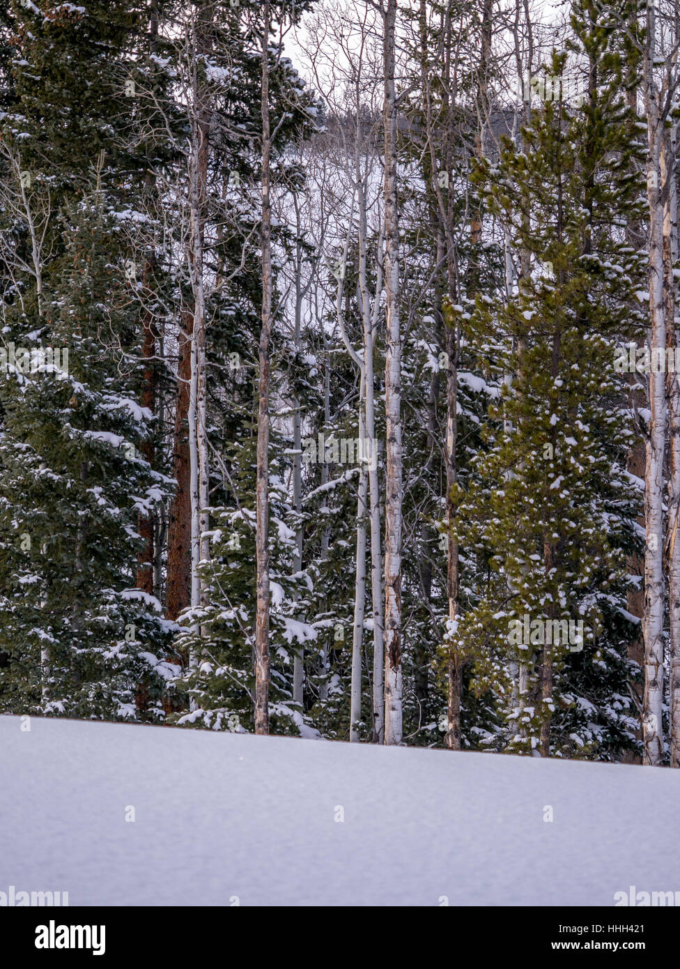 Aspen and pine trees hi-res stock photography and images - Alamy