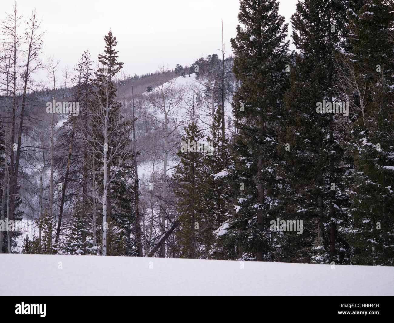 Aspen colorado winter snow trees hi-res stock photography and images ...