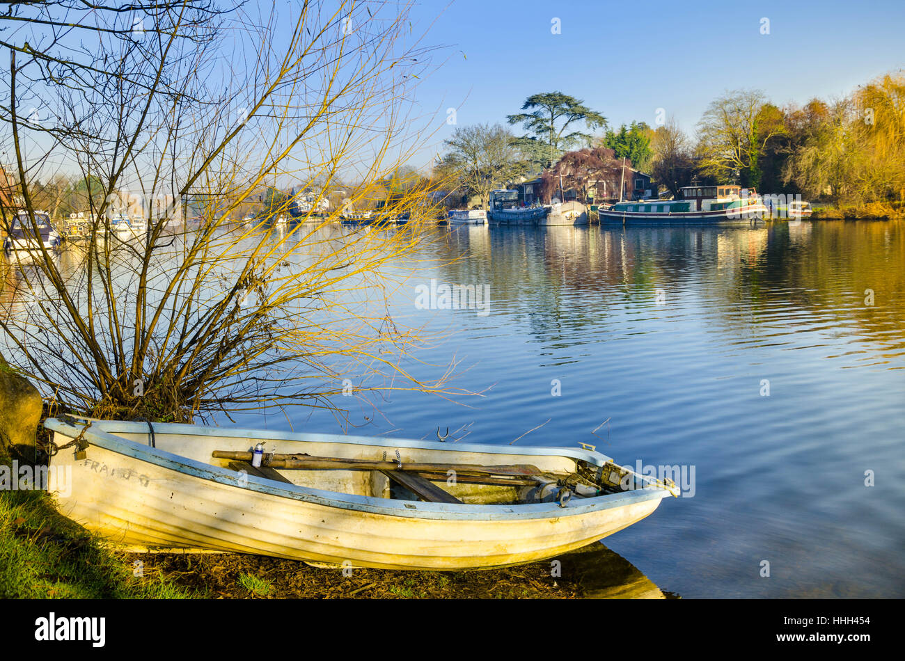 A rowing boat is chained up to a tree on the bank of The River Thames ...