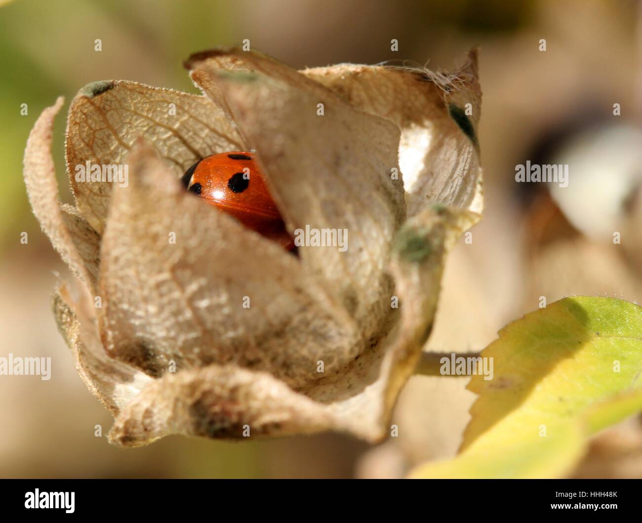 Ladybug hiding hi-res stock photography and images - Alamy