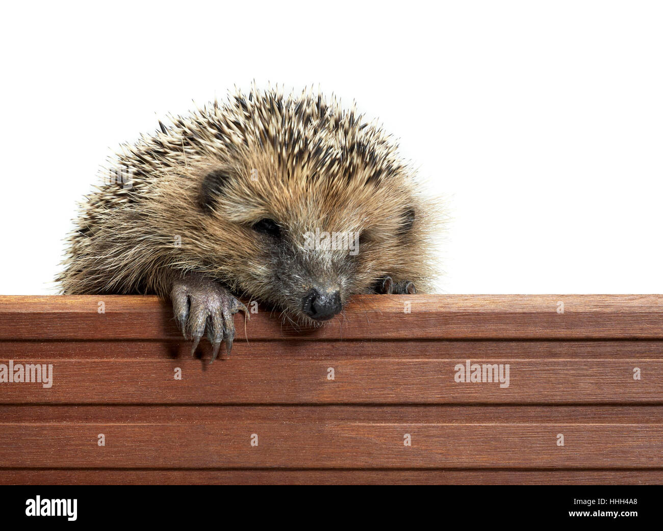 frontal portrait of a hedgehog while climbing over a wooden panel ...