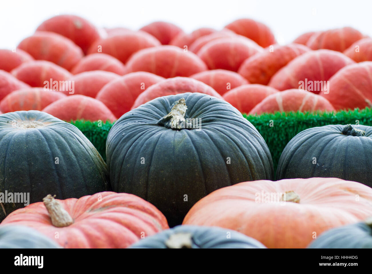coloured, colourful, gorgeous, multifarious, richly coloured, vegetable ...