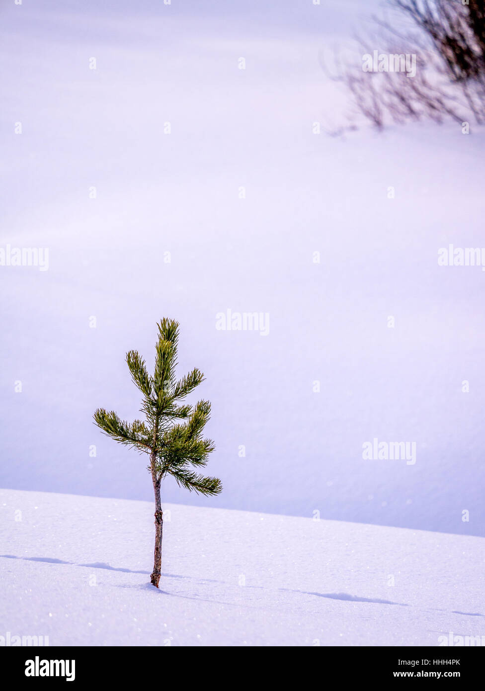 Isolated evergreen tree in fresh snow Stock Photo - Alamy